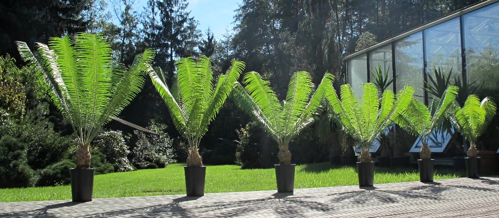 Our plants :: Mikrocykas - Microcycas